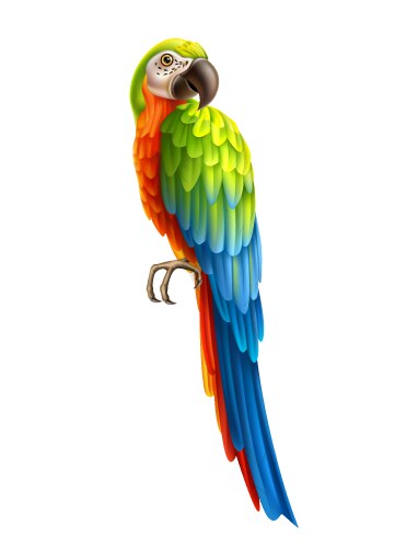 Macaw Vector Images (over 8,900)