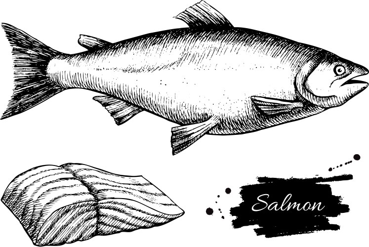 Salmon fillet hand drawn Royalty Free Vector Image
