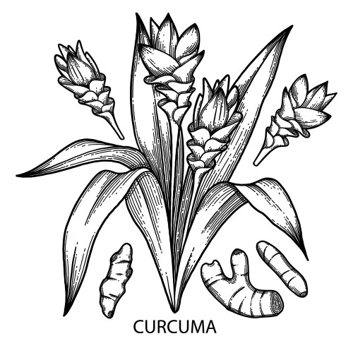Curcuma Vector Images (over 840)