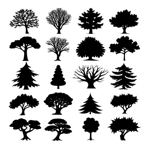A sycamore tree silhouette Royalty Free Vector Image