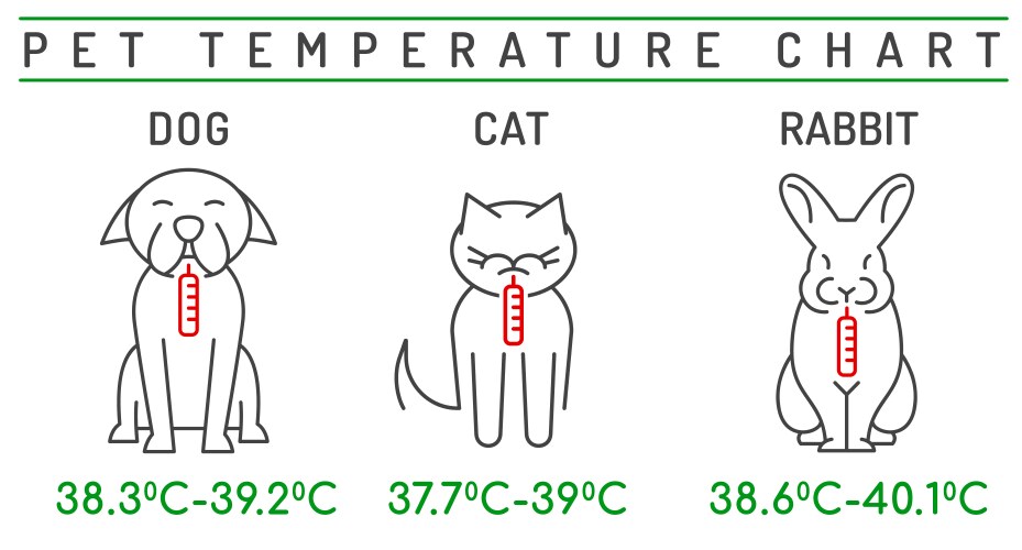 Dog heat stroke symptoms medical infographic Vector Image