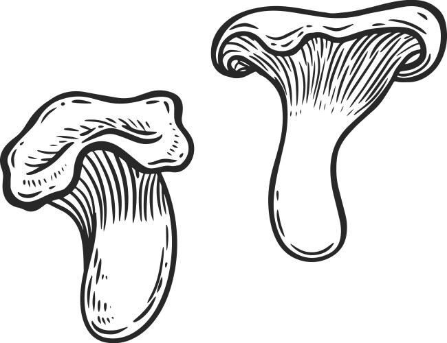Engraved morel mushroom line drawing Royalty Free Vector