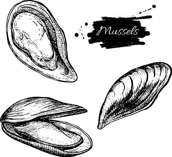 Hand drawn mussels Royalty Free Vector Image - VectorStock