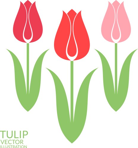Tulip isolated flowers on white background Vector Image