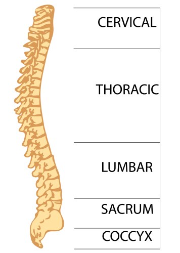 Human Spinal Column Anatomy Diagram – Royalty-Free Vector | VectorStock