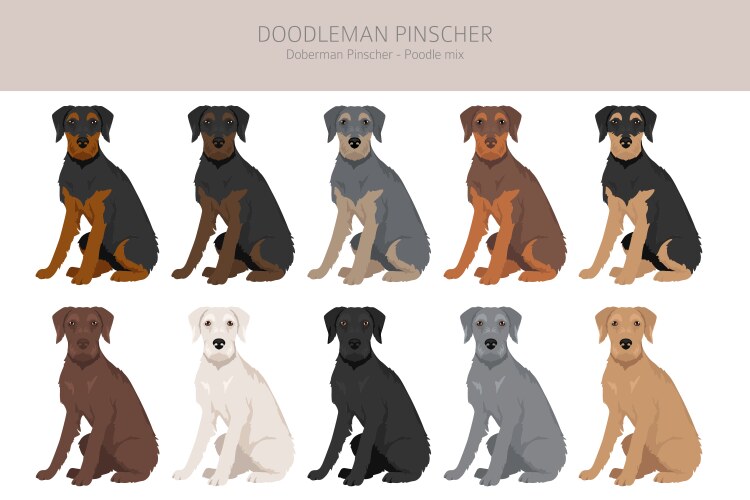Doodleman pinscher clipart doberman Royalty Free Vector