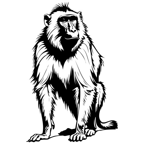 Vintage baboon drawing realistic outline animal Vector Image