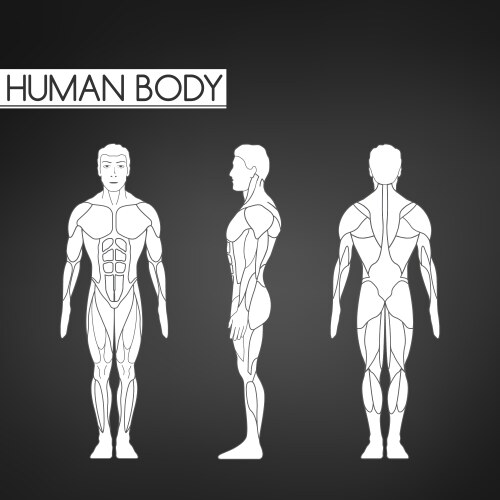 Body Outline Front Back Vector Images (over 9,300)