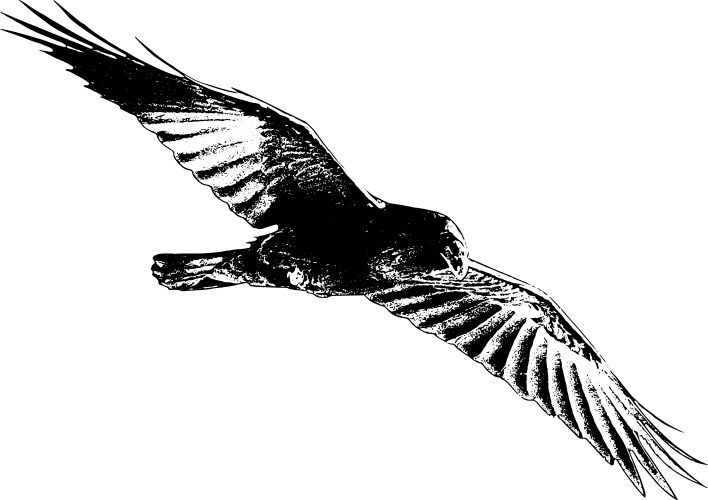 Flying large black bird crow in motion Royalty Free Vector