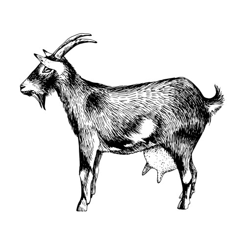 Goat farm animal sketch engraving Royalty Free Vector Image