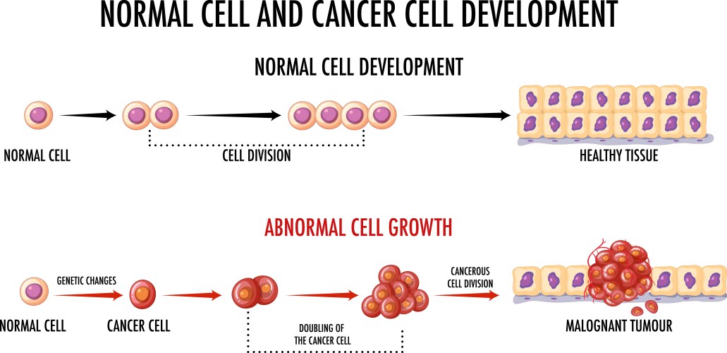 Diagram showing normal and cancer cell Royalty Free Vector