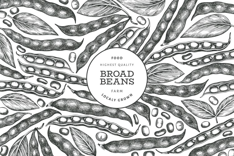 Hand drawn sketch style broad beans organic fresh Vector Image