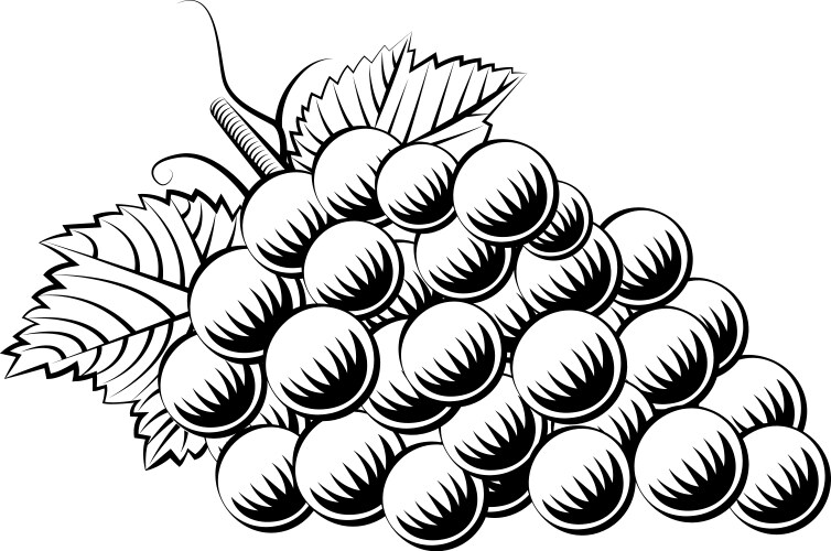 Grapes line work Royalty Free Vector Image - VectorStock