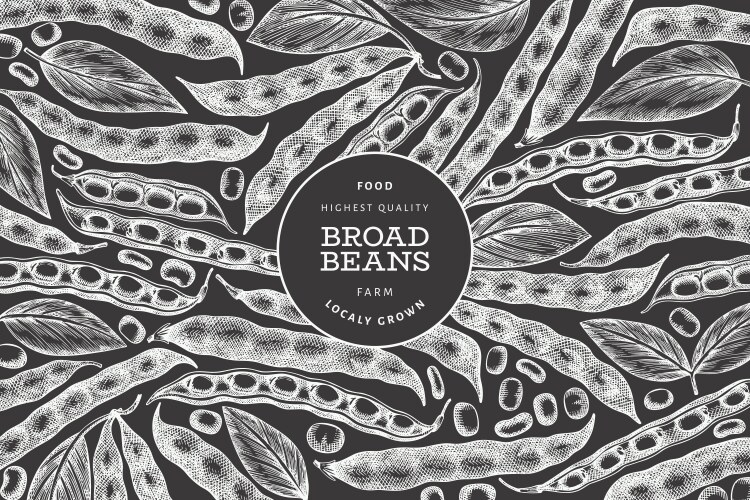 Hand drawn sketch style broad beans organic fresh Vector Image