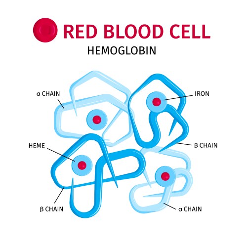 Hemoglobin Structure Diagram Royalty Free Vector Vectorstock