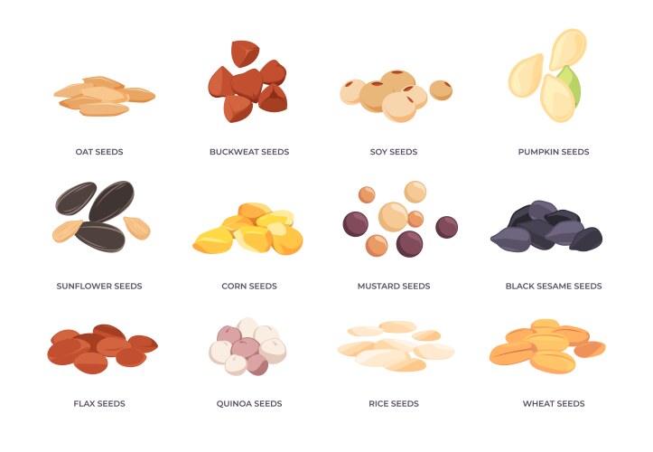Seeds Cartoon Vector Images (over 46,000)