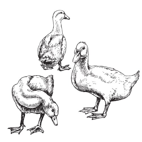 Duck Outline Vector Images (over 10,000)