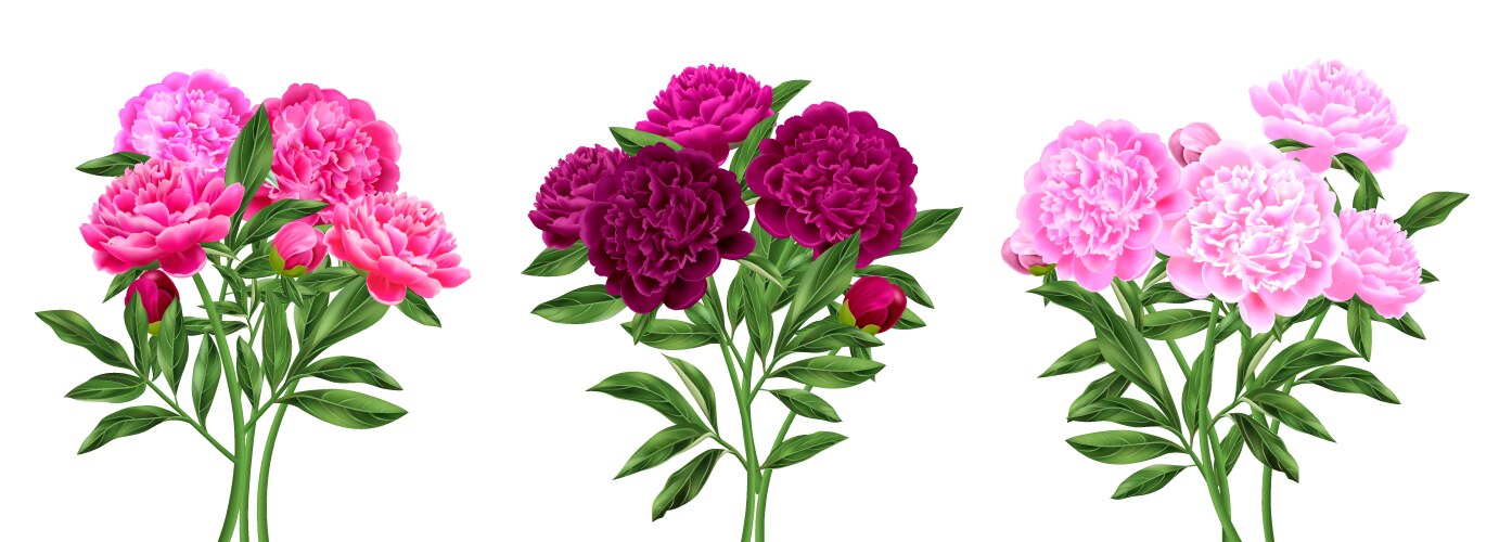 Peony Vector Images (over 27,000)