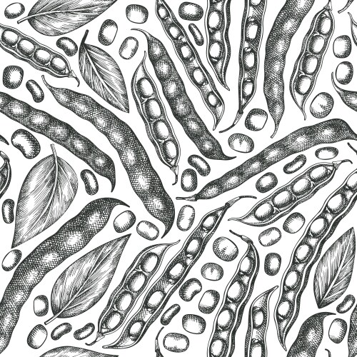 Hand drawn broad beans seamless pattern organic Vector Image