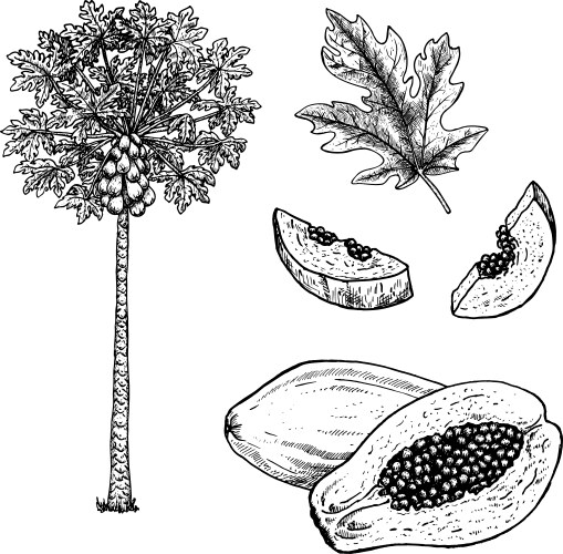 Papaya Tree Drawing For Kids