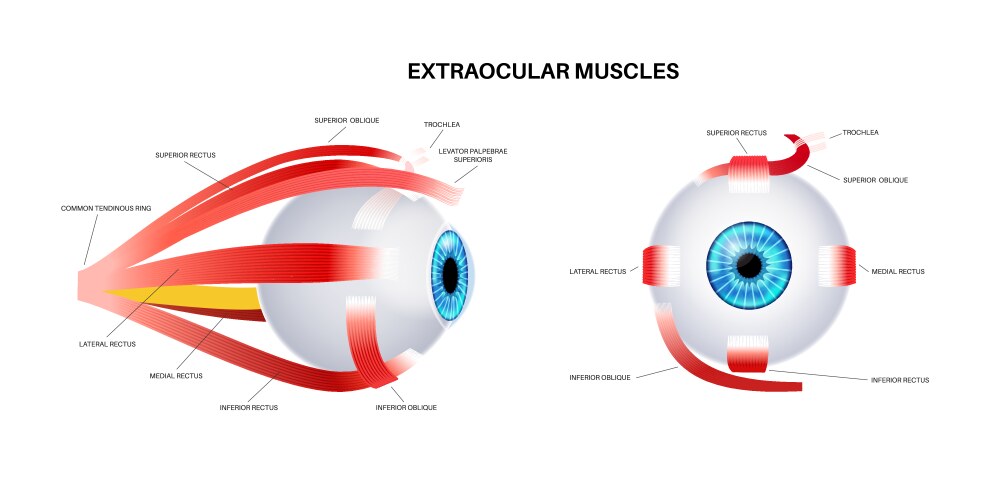 Extraocular muscles anatomy Royalty Free Vector Image