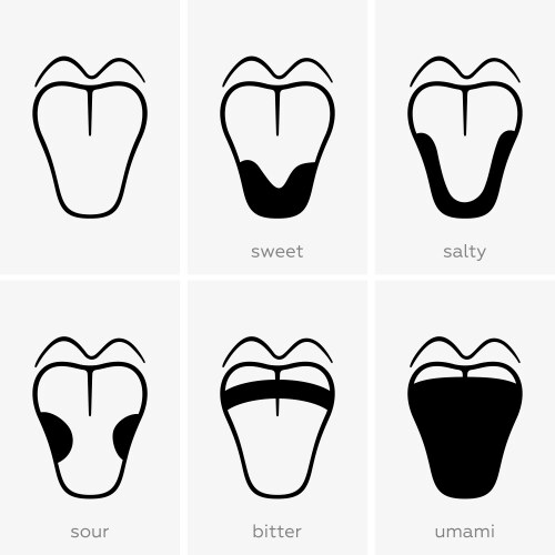Tongue Map Taste Vector Images (45)