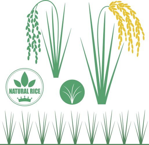 Rice plant growth stages cereal grain ripening Vector Image