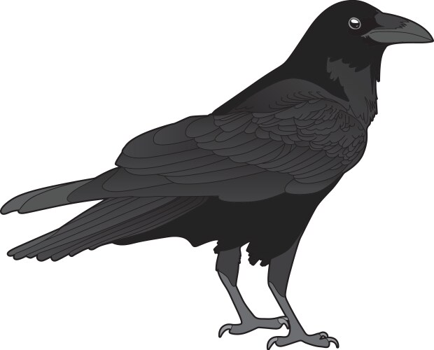 Raven Vector Images (over 9,700)