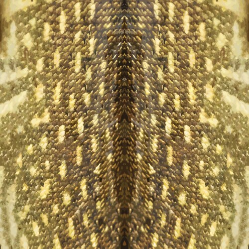 Pike Vector Images (over 7,300)