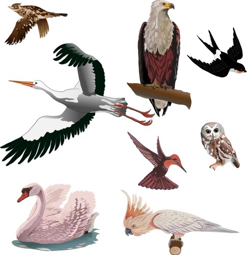 Set realistic birds goshawk griffon vulture Vector Image
