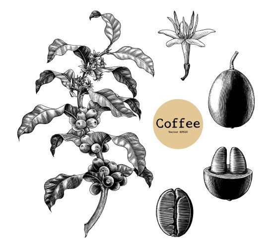 Coffee Vector Images (over 510,000)
