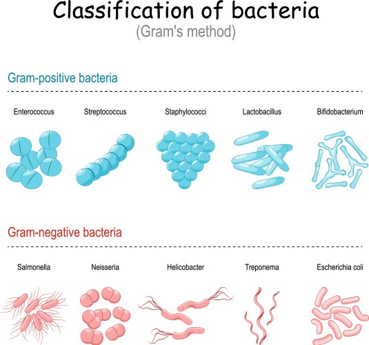 Bacteria classification shapes of types Royalty Free Vector