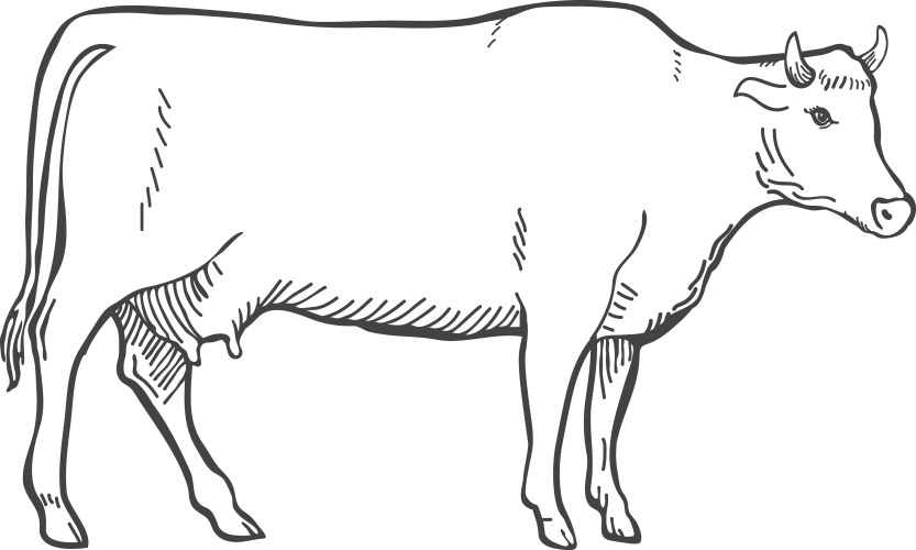 Cow Outline Vector Images (over 23,000)