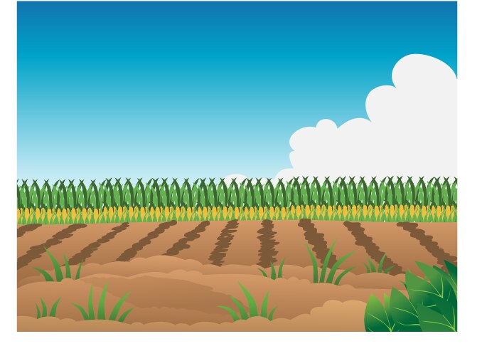 Corn Field Vector Images (over 15,000)