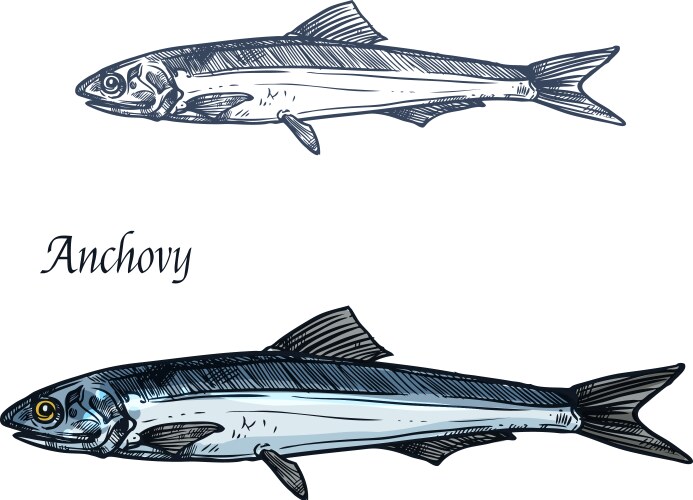 Anchovy fish peruvian Royalty Free Vector Image