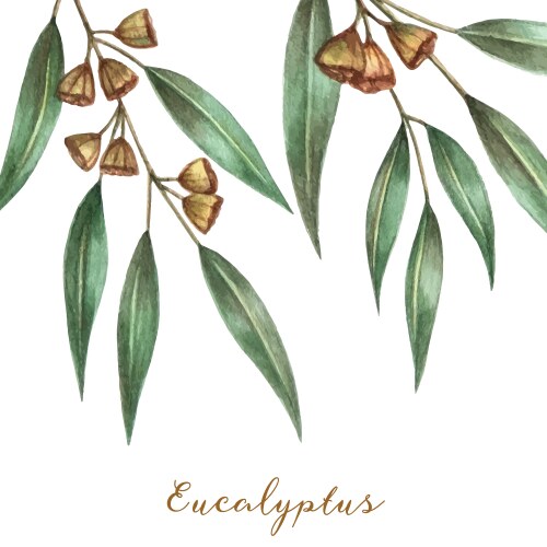 Eucalyptus Vector Images (over 19,000)