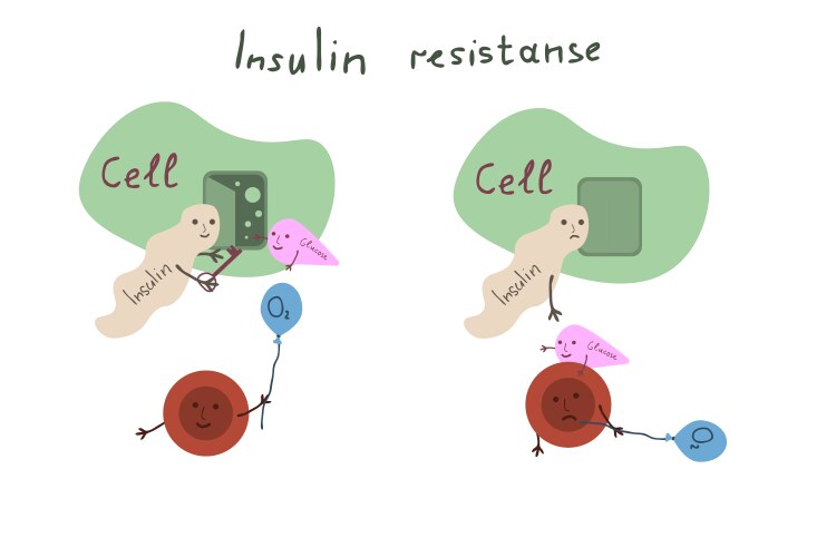 How does insulin work Royalty Free Vector Image