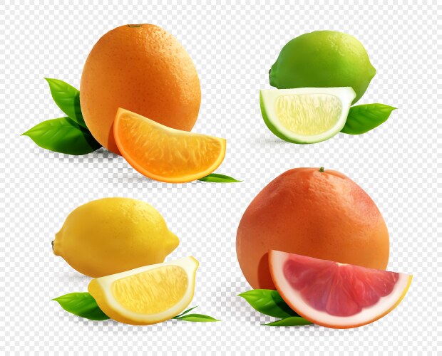 Citrus fruit set Royalty Free Vector Image - VectorStock