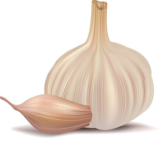 Garlic Vector Images (over 29,000)