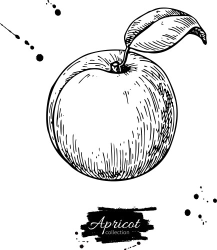 Apricot branch drawing hand drawn isolated Vector Image