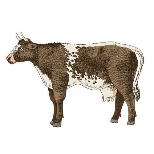 Cow side view Vector Images & Graphics for Commercial Use | VectorStock