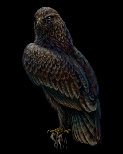 Animated Hawk Vector Images (over 29,000)