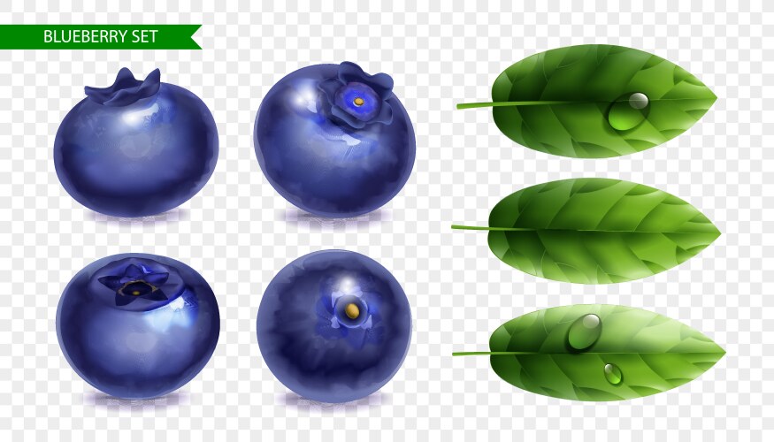 Blueberry Vector Images (over 27,000)