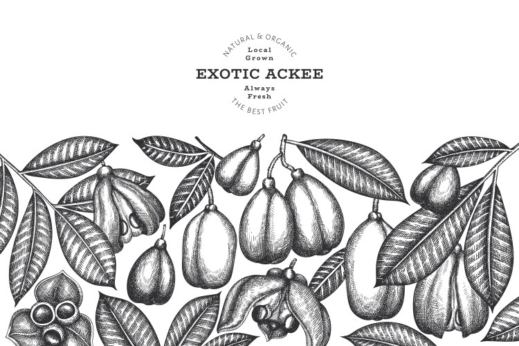 Hand drawn sketch style ackee banner organic Vector Image