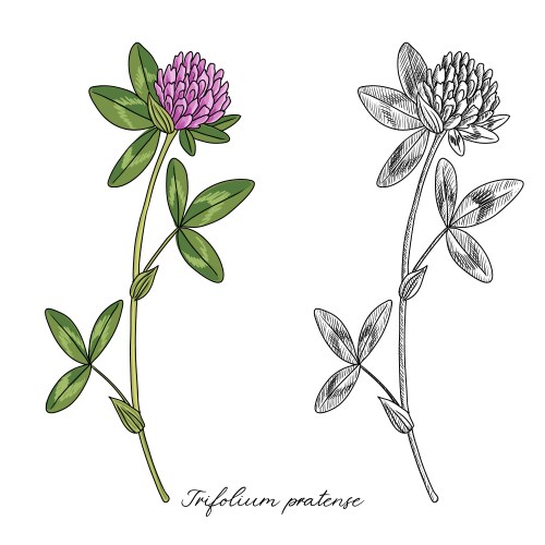 Wildflowers and herbs botanical set with anise Vector Image