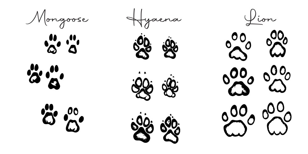 Turtle Footprint Vector Images (over 190)