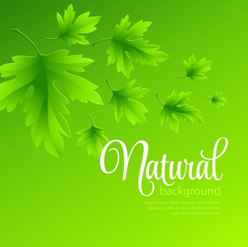 Natural background with green spring leaves Vector Image