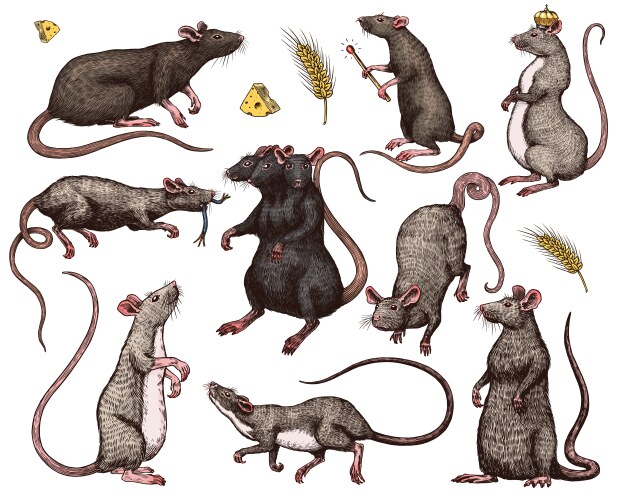 Animal Mouse Outline Vector Images (over 6,100)