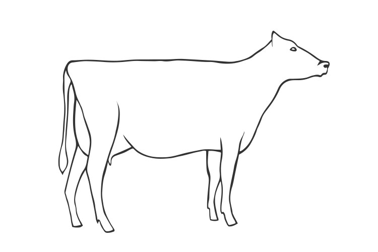 Cow Outline Vector Images (over 23,000)