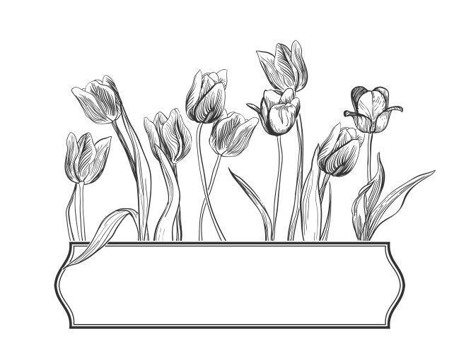 Tulip flower drawing Royalty Free Vector Image